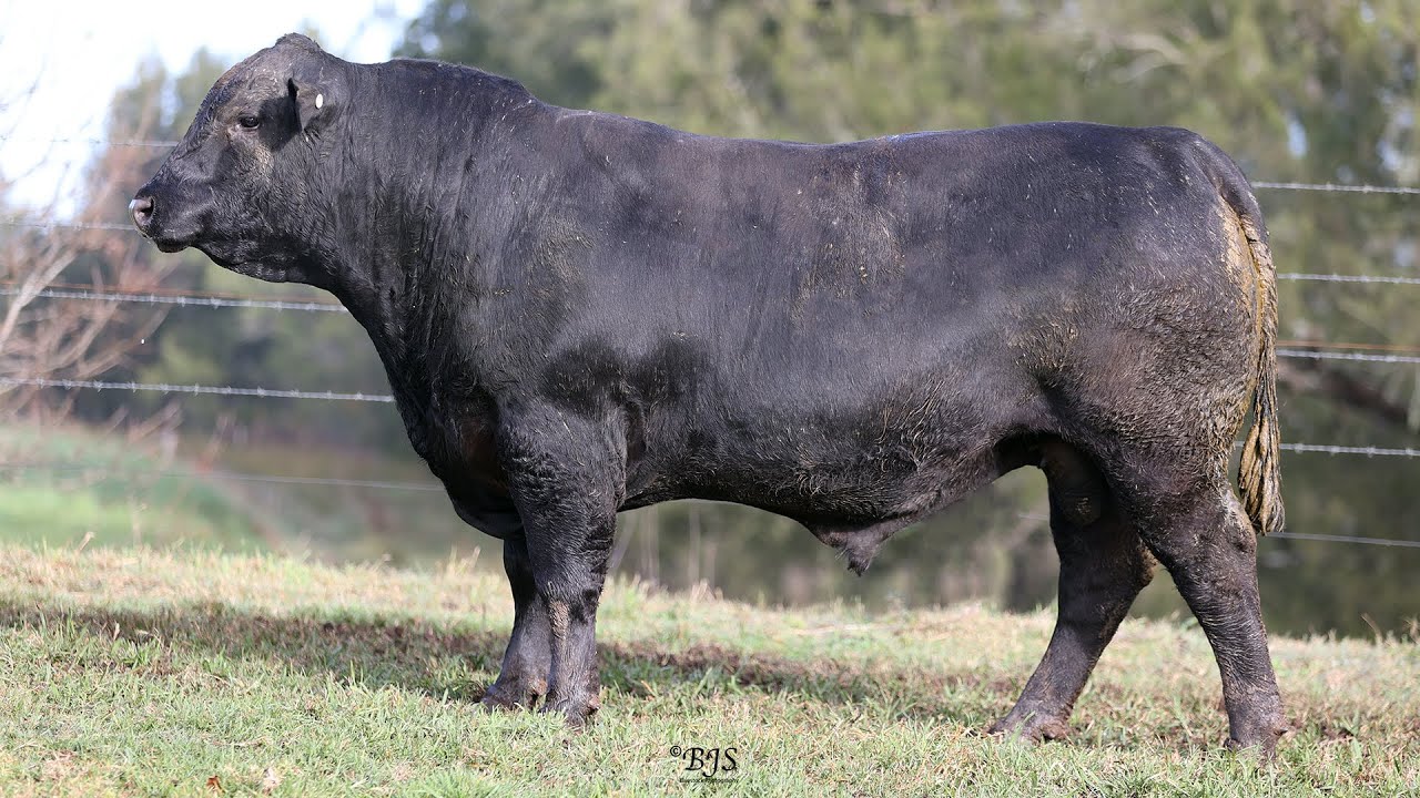 Lot 21 BLA22T156 Knowla Livestock 2024 - YouTube