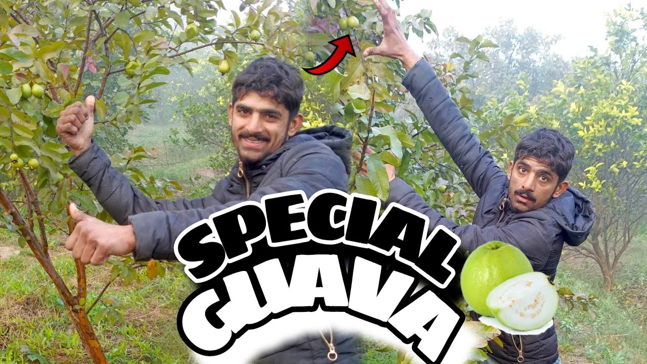 Special guava 🍐of winter 😉guava is so sweet 😊i am alone here |# ...
