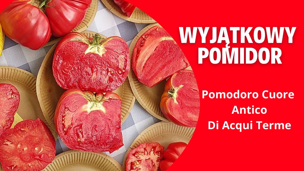 Pomodoro Cuore Antico Di Acqui Terme 🍅 Wyjątkowy pomidor ‼️ - YouTube