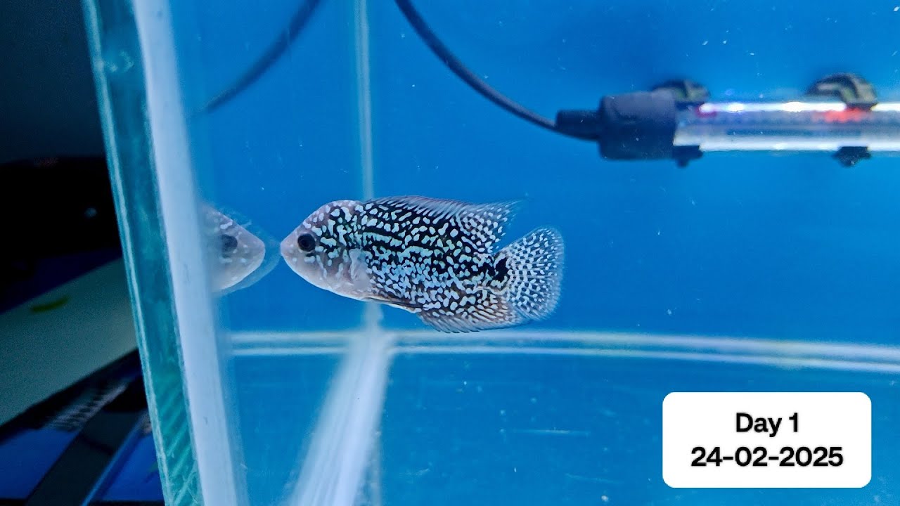 MY KAMFA TRANSFORMATION 😍 - YouTube