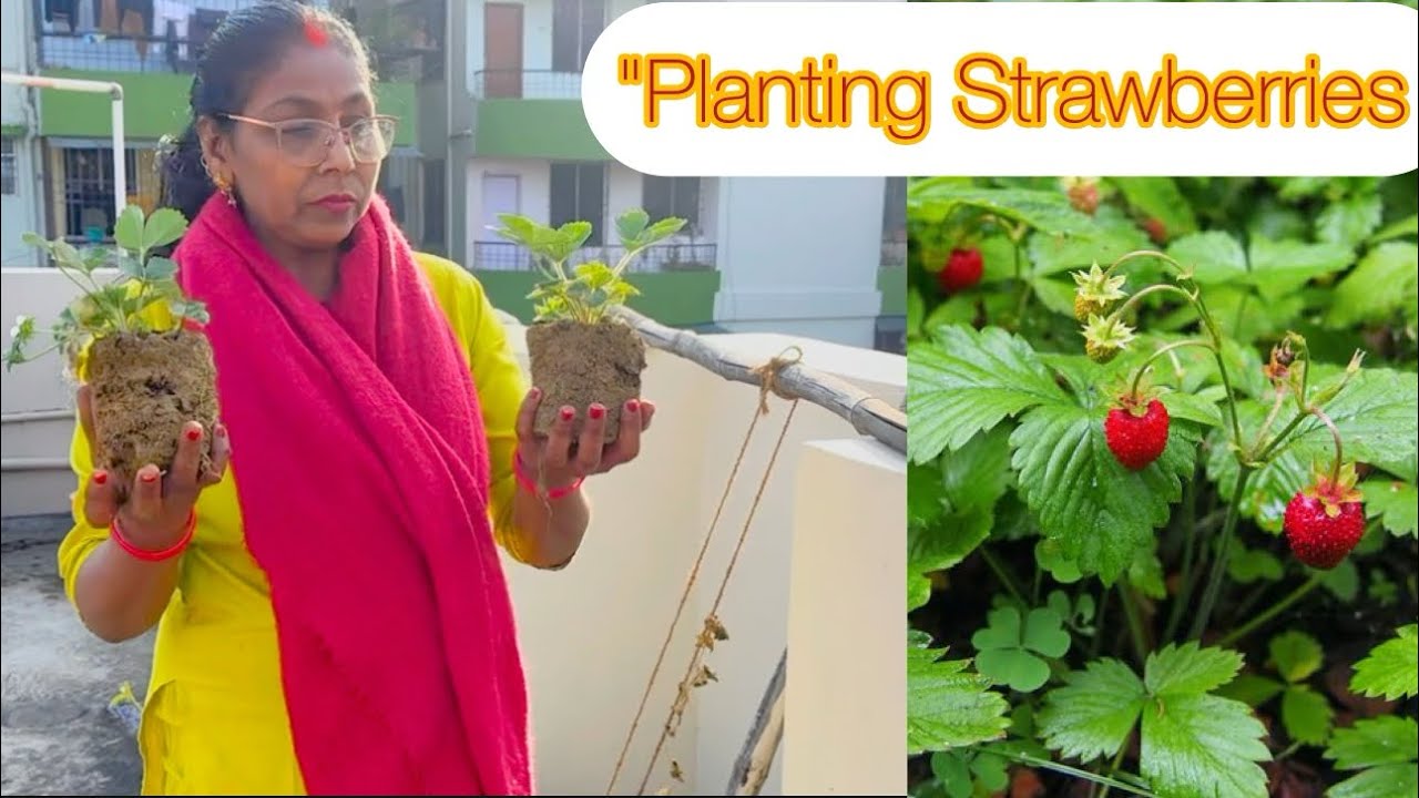 Grow strawberry on terrace| terrace gardening| strawberry ka paudha ...