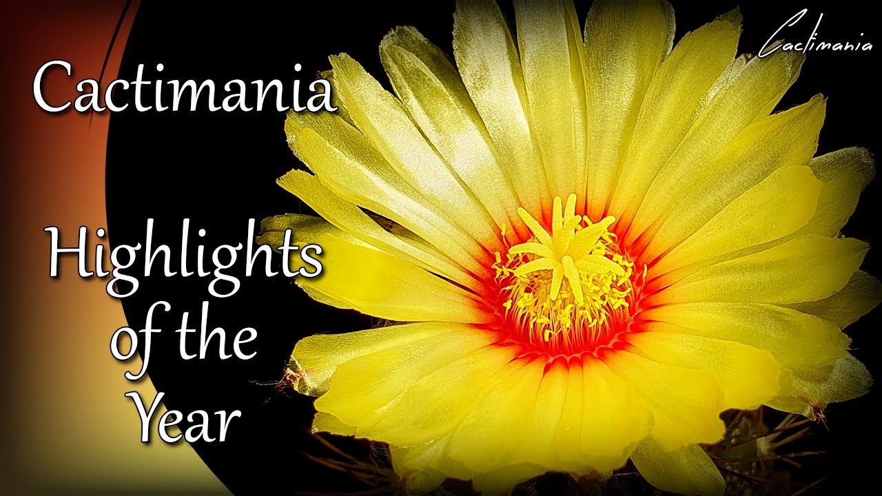 Highlights of the Year | Cactimania 2021 | Cactus & Succulents - YouTube