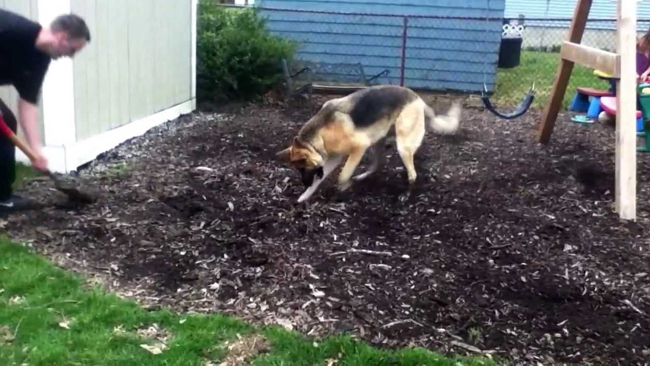 Rototiller dog - YouTube
