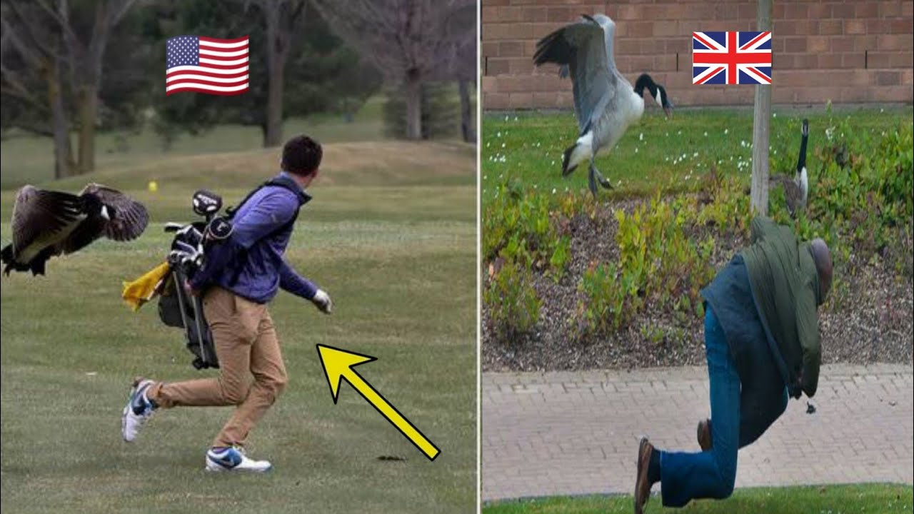 5 Deadliest Birds That Can Kill Humans - Bird Attacks - YouTube