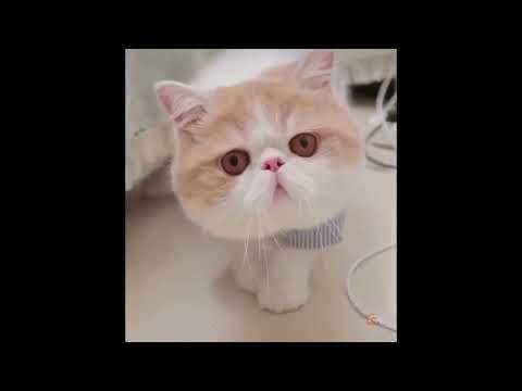 Purrrfectly Hilarious: A Whisker-tickling Compilation of Cat Comedy\