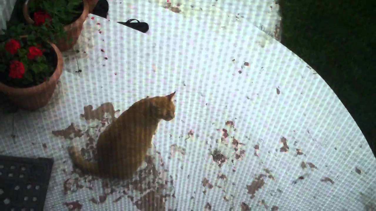 My very needy cat - YouTube