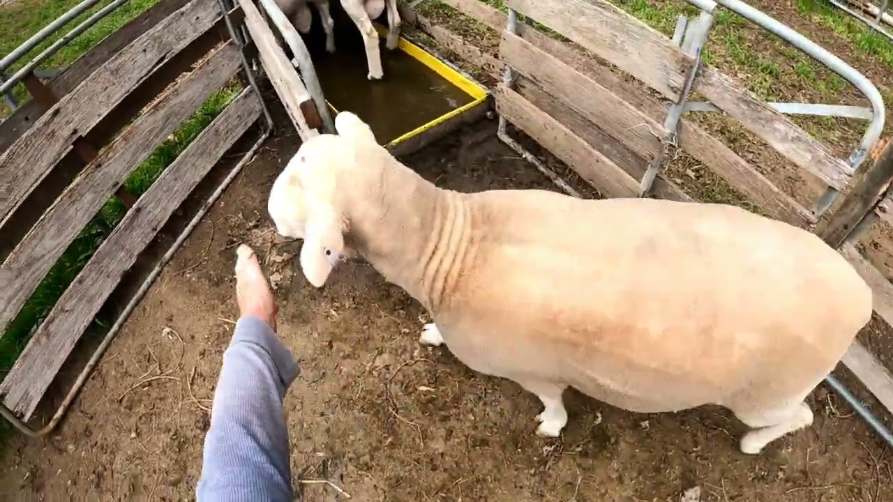 Foot Bathing My Sheep & Rams [EP.36] - YouTube