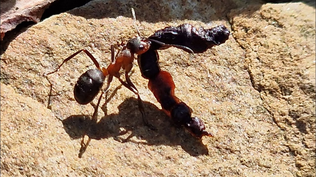 LIVE from ants' nest - anthill camera - YouTube