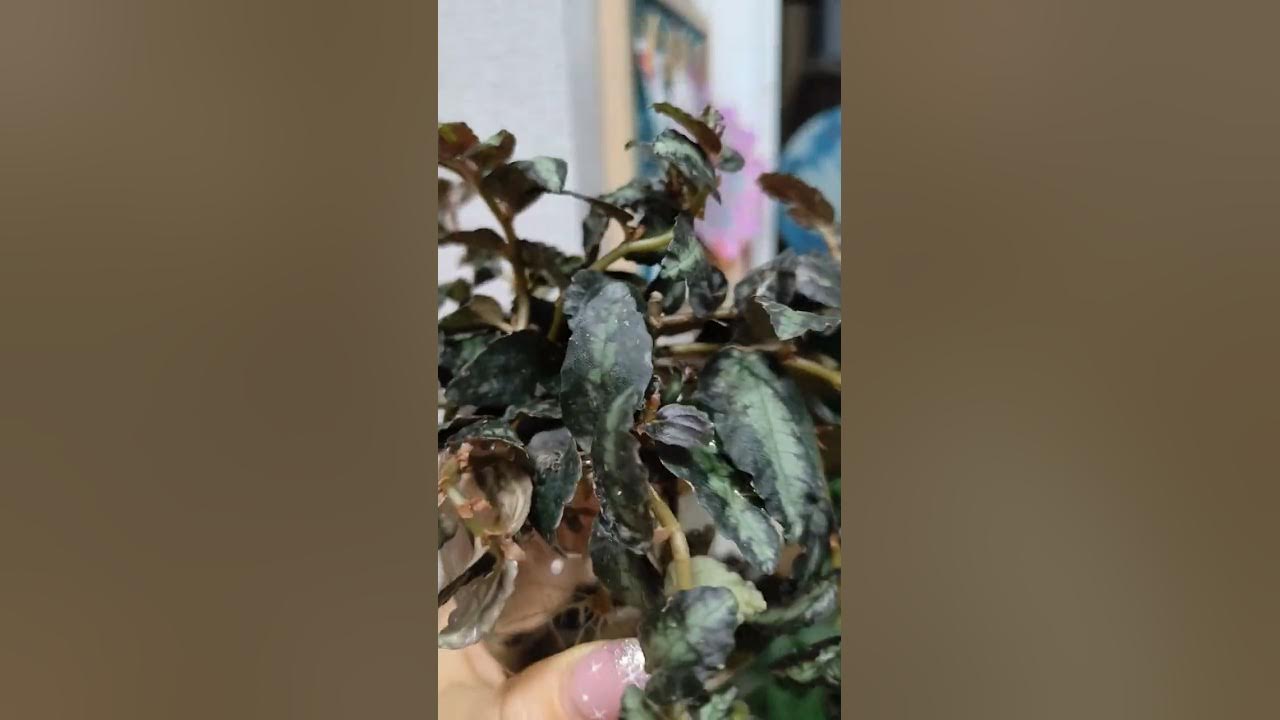 обзор комнатных растений (перексия, пеллиония Даво, фикус Пумила и ...