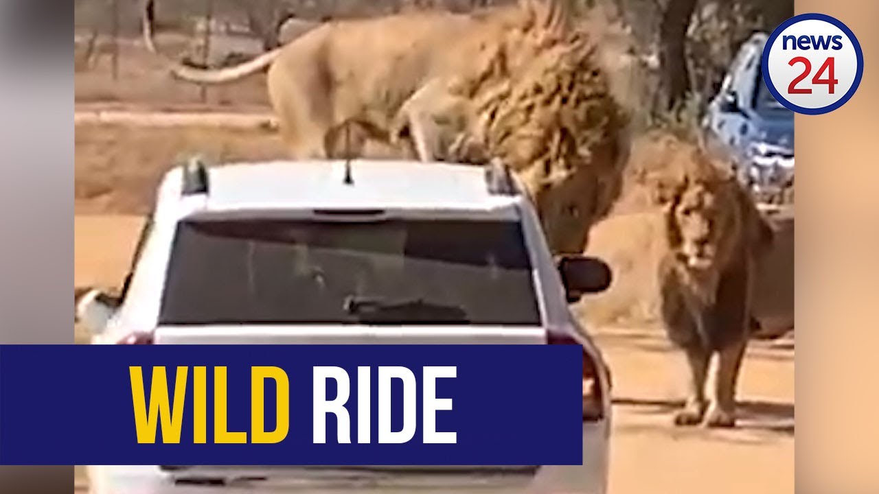 WATCH: The mane man: Lion hitches ride on car during game drive - YouTube