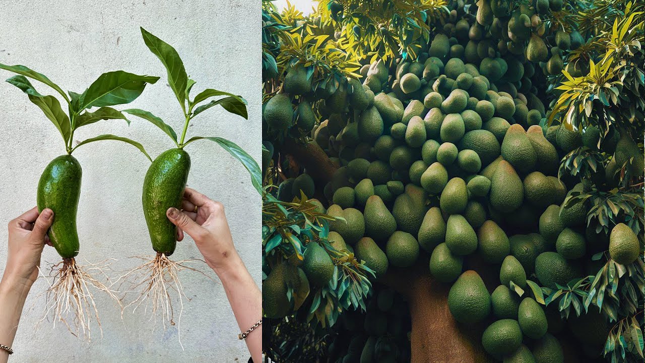Let's See My Secrets Techniques For Grafting Avocado Tree To Make Lots ...