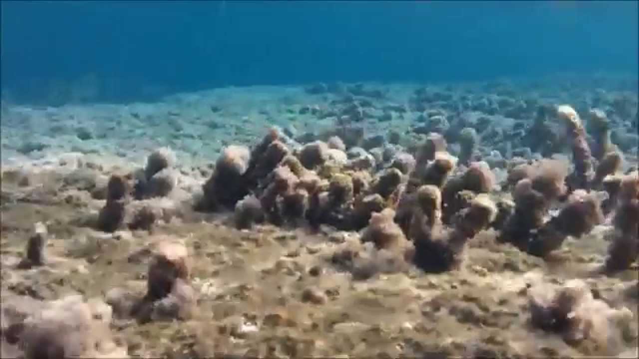 Free Diving Day 2 In The Big Blue In El Kala,Algeria by Amar Madaoui ...