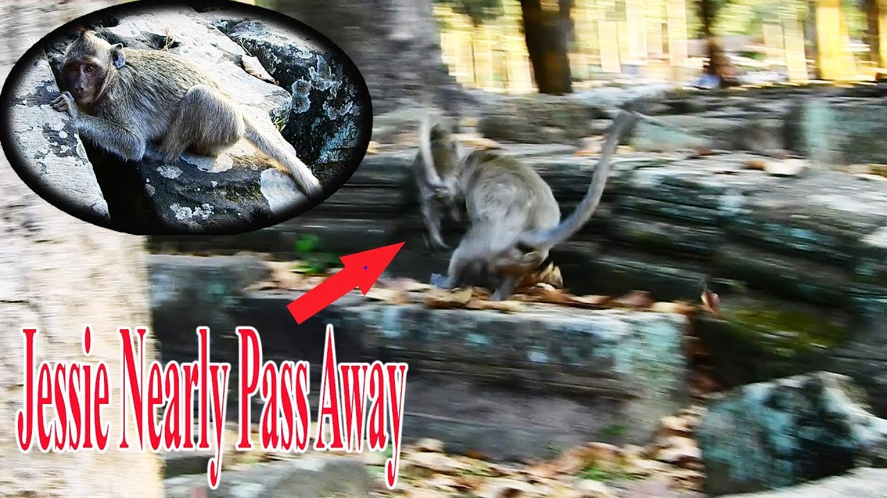 OMG Jessie Nearly Pass Away By King Skippy Attack Her Many Times, Why Skippy Hate Jessie Like ...