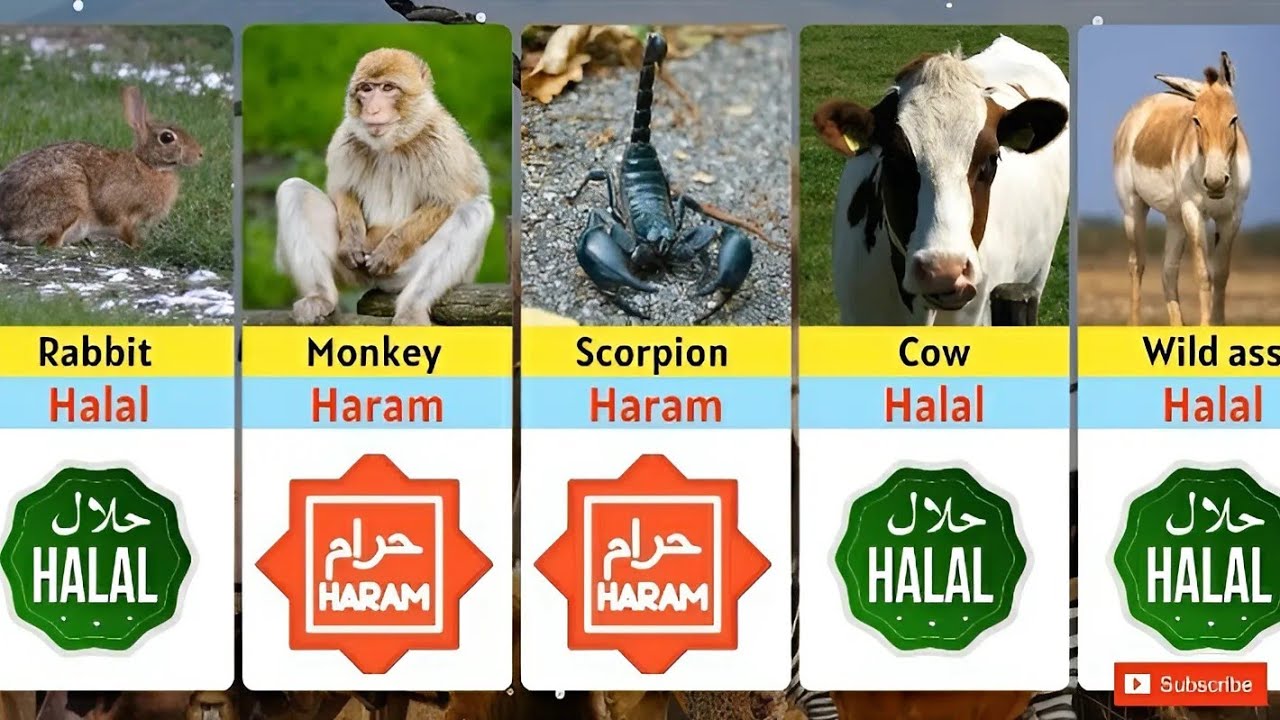 List of Halal and Haram Animal Meats in Islam | #halal #haram #animals ...
