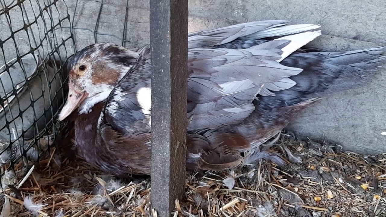 Rata mulard (mule duck) - YouTube