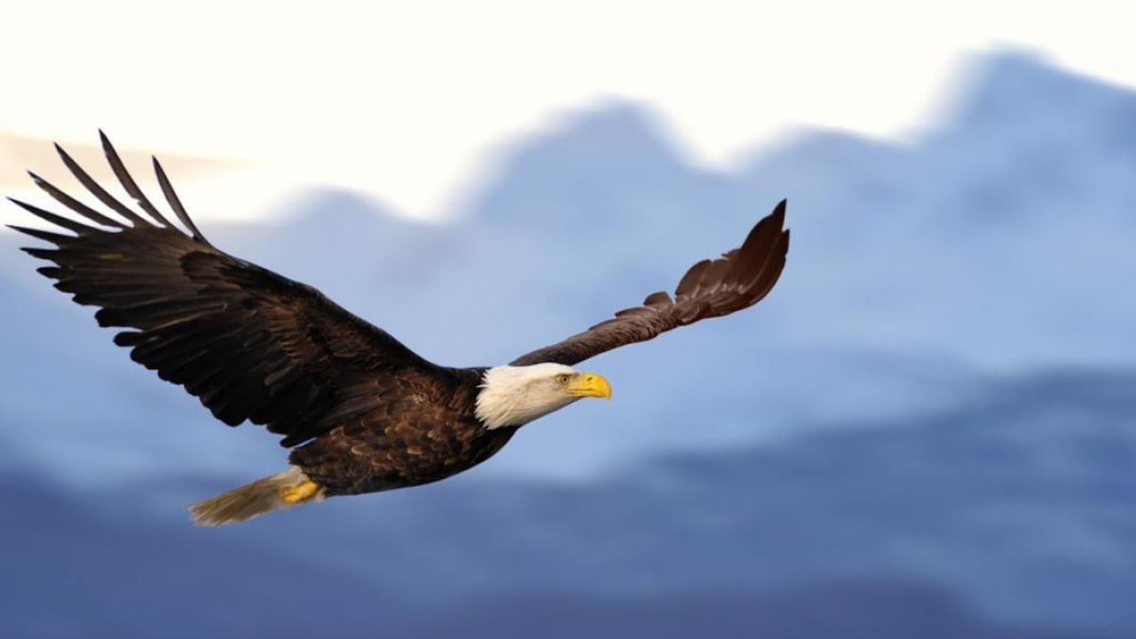 The Art Of Shapeshifting - YouTube