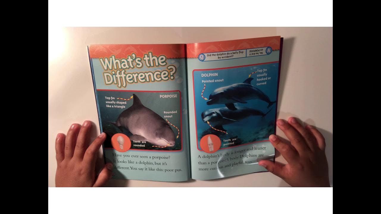 National Geographic Kids - Dolphins - YouTube