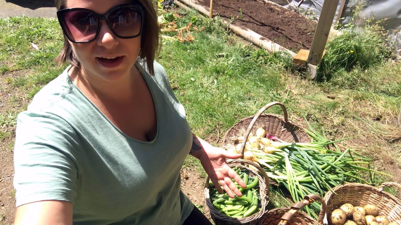 July in the garden | What we're HARVESTING from around our homestead ...
