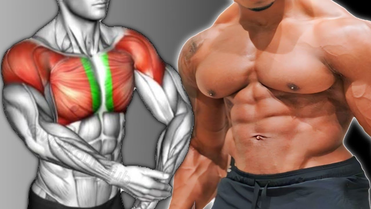 6 Best effective exercises to build a perfect chest - Chest workout ...
