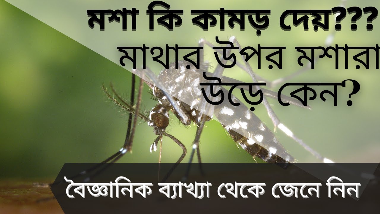 Mosquito can't bite!!,Why do mosquitoes fly over the head?? . মশা কি ...