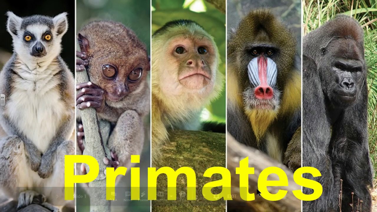 Introduction to Primates - YouTube