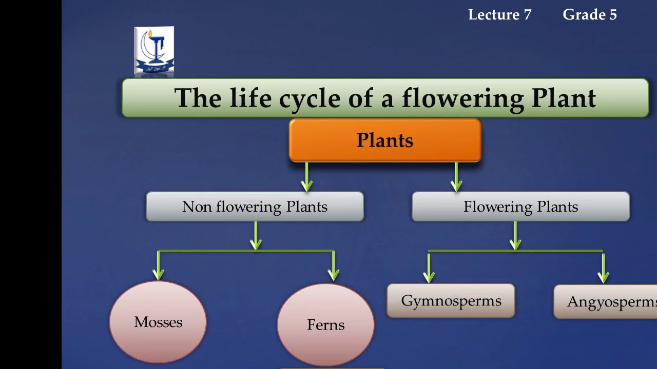 Grade 5 Science Lesson 7 YouTube grade-5-science-lesson-7-youtube