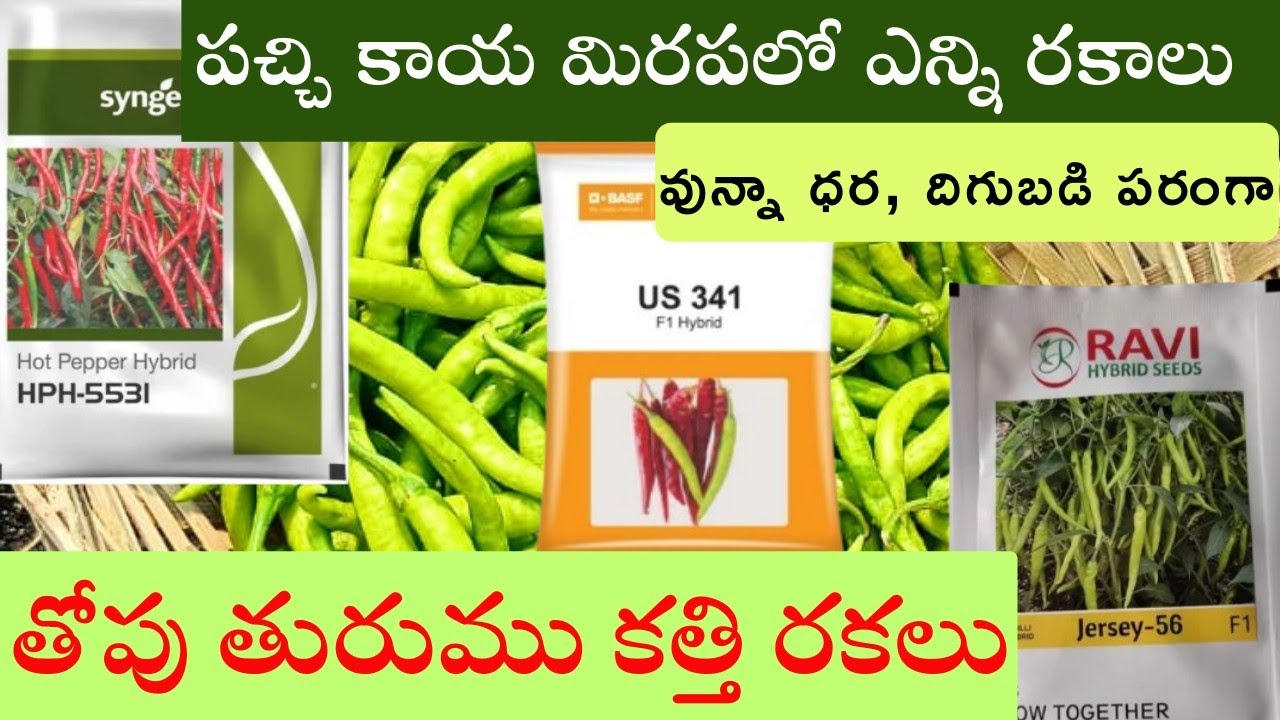 green chilli best 3 seeds #syngent 5531 #ravi hybrid jersey 56 #Basf US ...