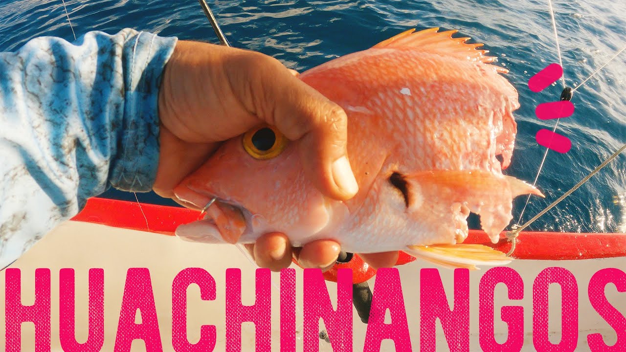 Pesca de pargo rojo con sardina - Pesca de huachinango - YouTube