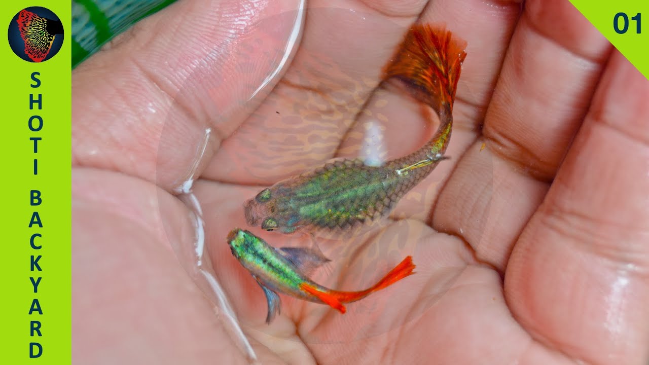 PART 1 | Newborn Fire Tail Guppy Fry Born May 21, 2019 - YouTube