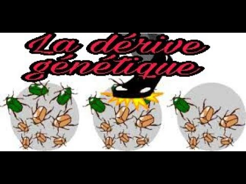 mécanisme de la dérive génétique - YouTube
