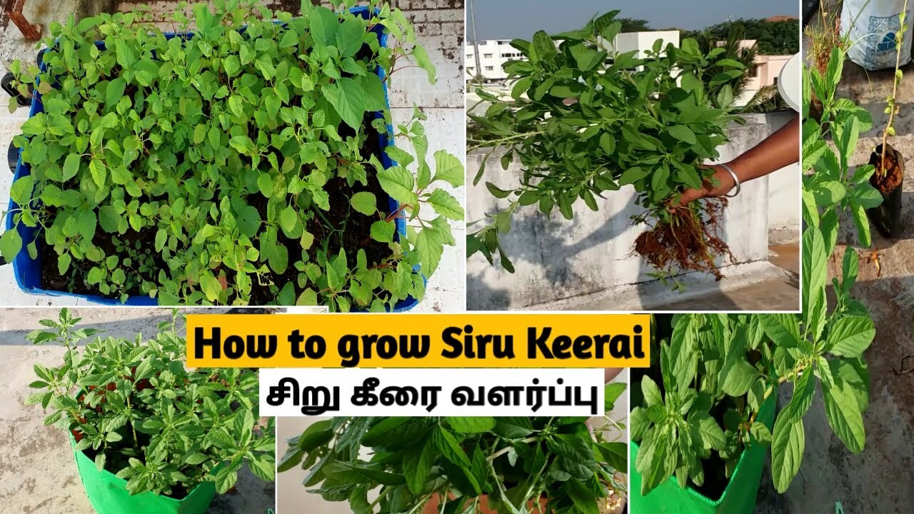 How to grow keerai at home|Health benefits of keerai|Siru Keerai|How to ...