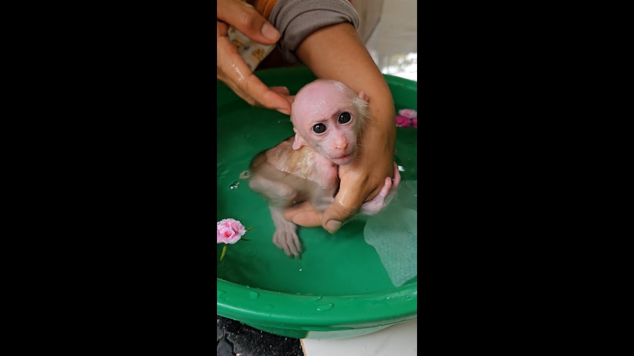 Baby Monkey Gets The Most ADORABLE Bath Time Ever! - YouTube