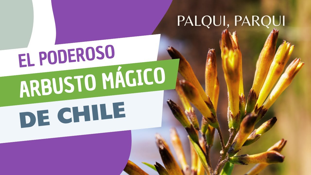 "Palqui: El Poderoso Arbusto Mágico de Chile 🌿 | Cestrum parqui - YouTube
