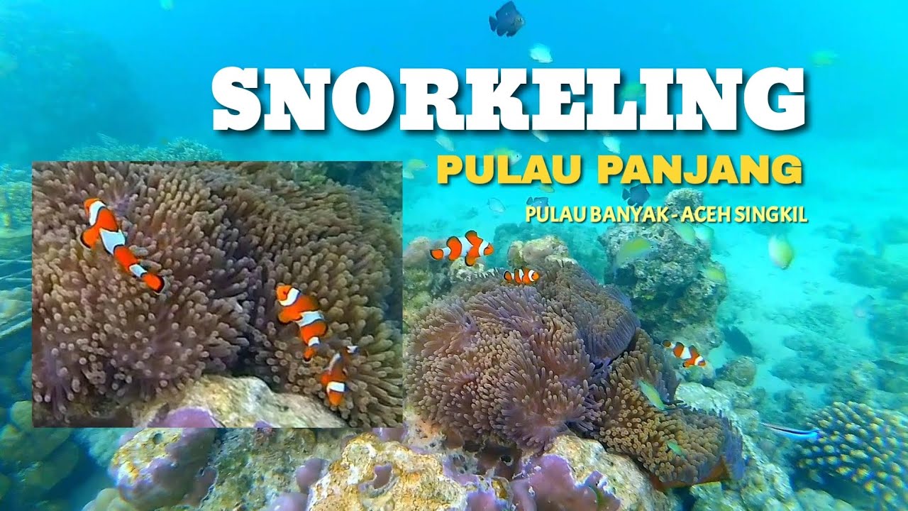 Ikan Nemo, Snorkeling Pulau Panjang | Pulau banyak - Aceh Singkil - YouTube