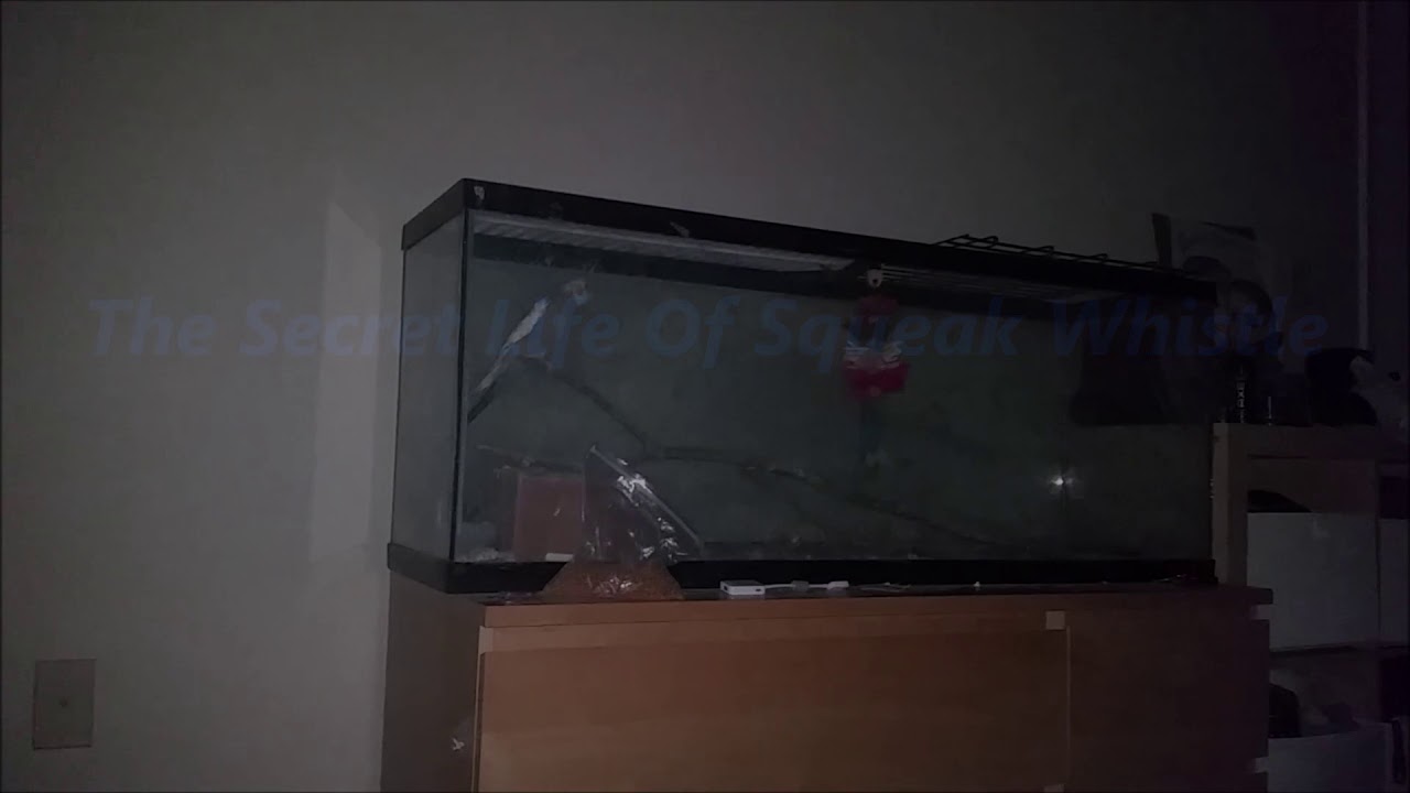 The Secret Life Of Squeak Whistle (Episode 5) - YouTube