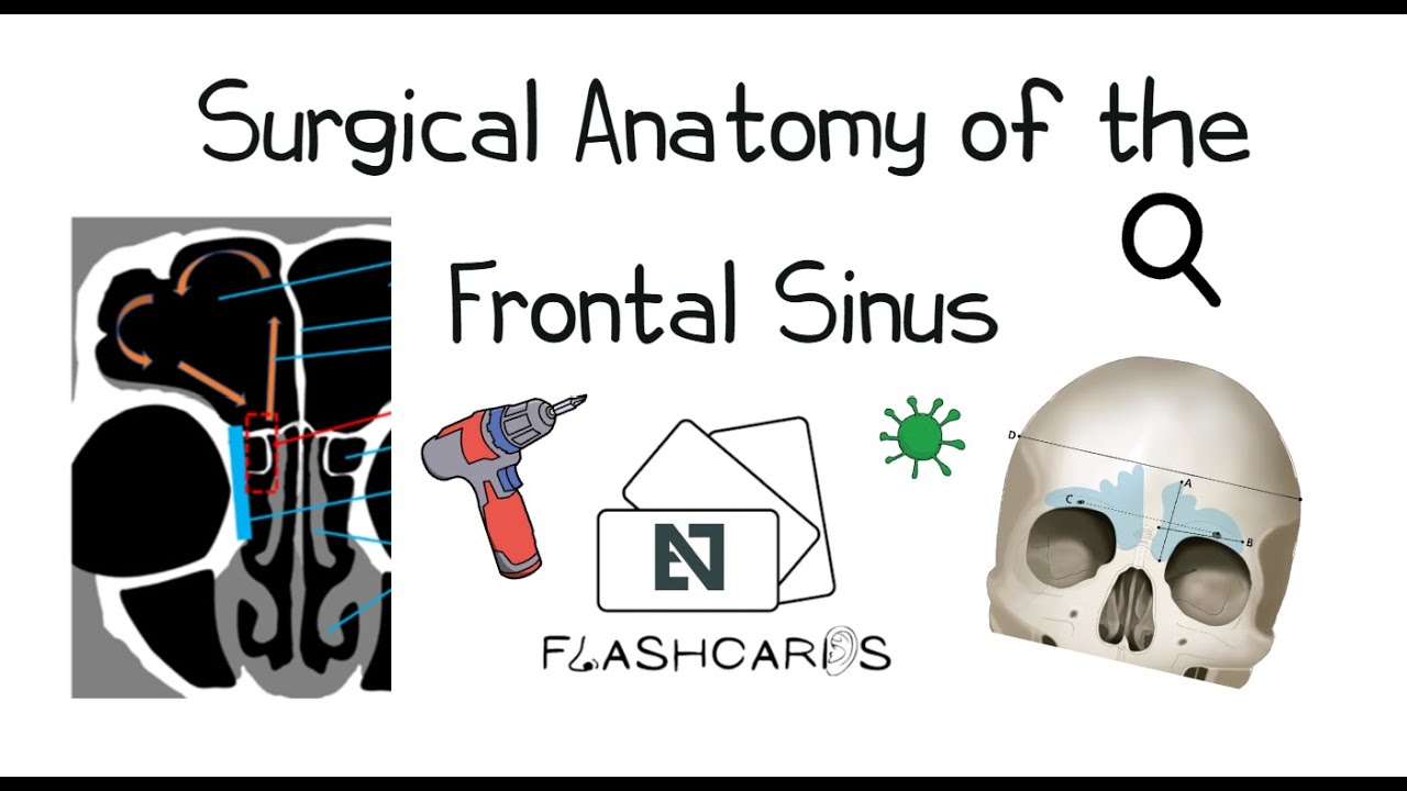 Surgical Anatomy of the Frontal Sinus - FRCS ENT Exam Essentials - YouTube
