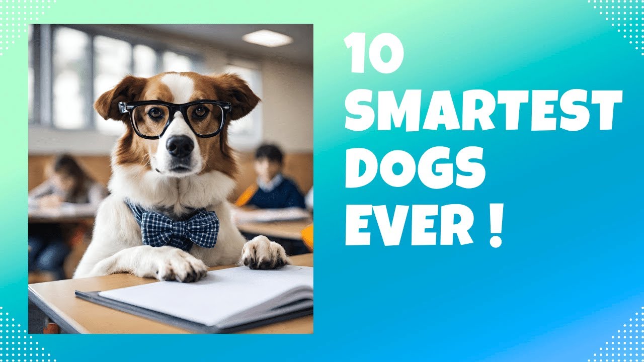 Unveiling the Top 10 Smartest Dog Breeds in Existence - YouTube