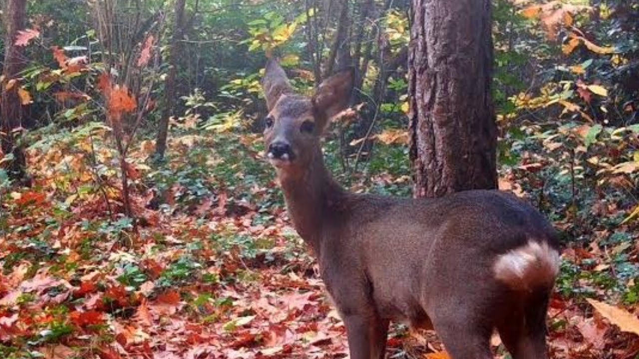 Animals in Autumn Forest / Relaxing Nature and Wildlife Video / Trail ...