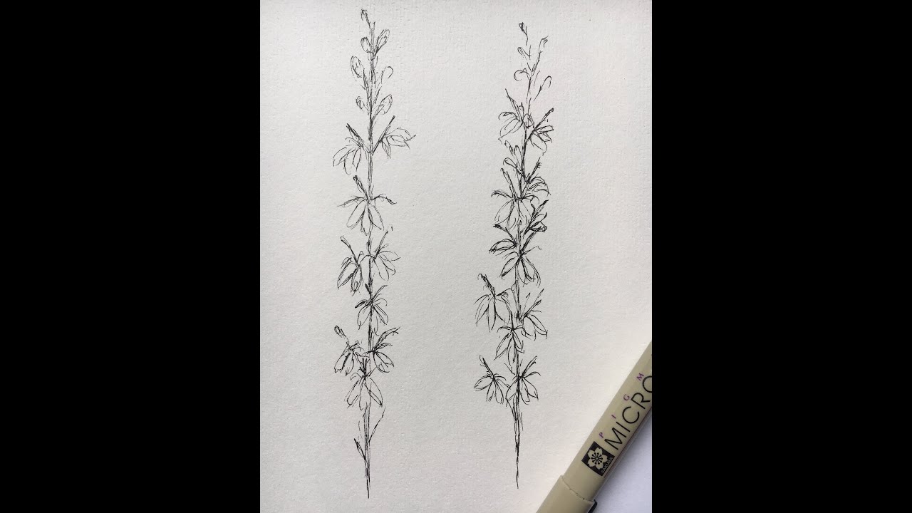 Cardinal Flower. Lobelia Flower. Easy, Simple, Basic Line Drawing of a ...