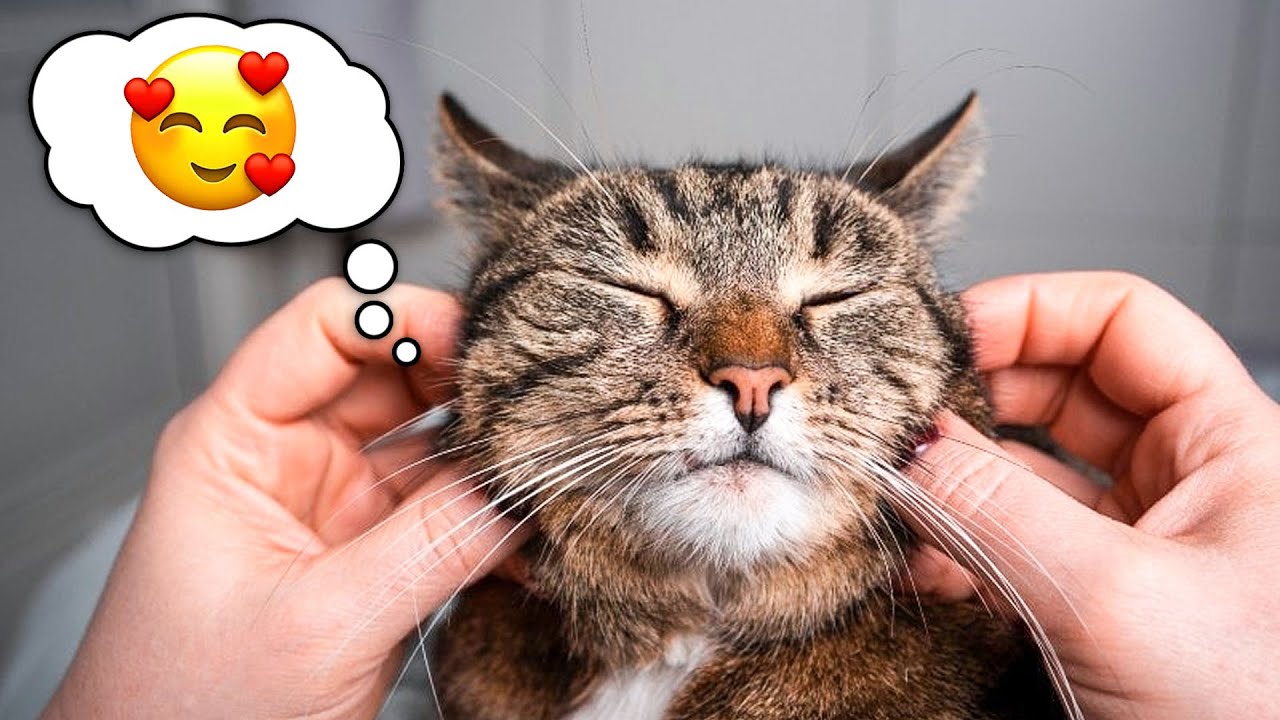 8 Signs You're Keeping Your Indoor Cat Happy and Healthy At Home - YouTube