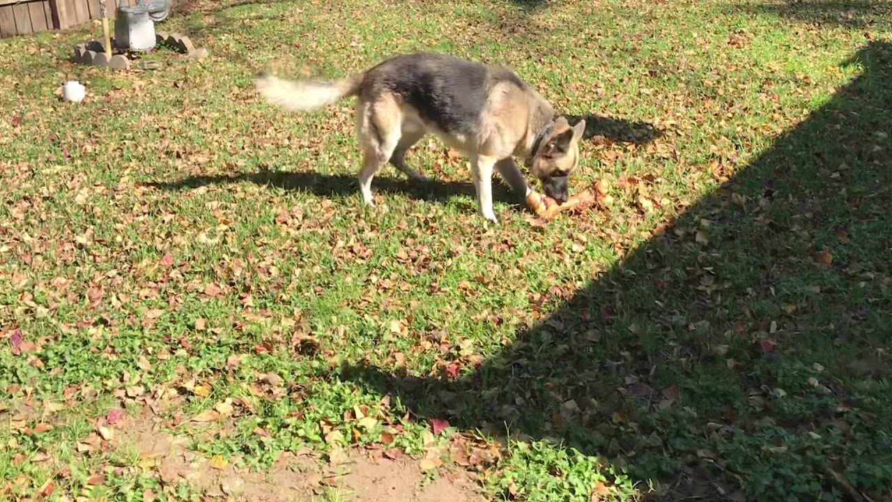 My dog lightning and his new bone - YouTube