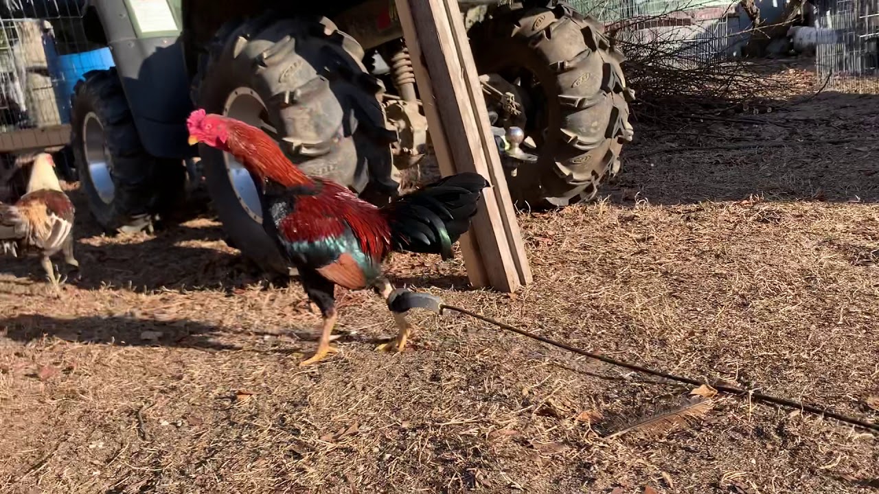 Bobby boles asil - YouTube