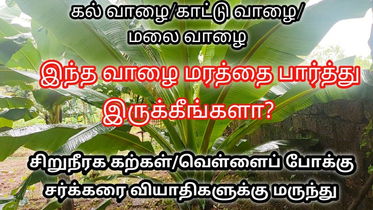 Stone Banana/கல் வாழை/cures Kidney Stones/Golden House In Tamil - YouTube