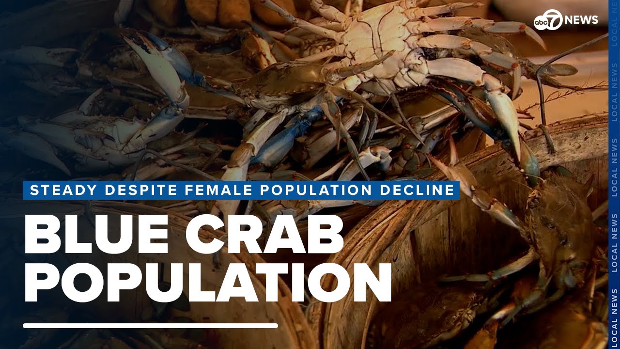 Chesapeake Bay blue crab population remains stable despite drop in ...