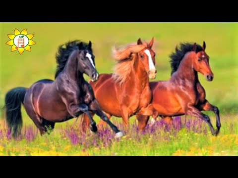 Beautiful Horses running free in the Nature - Relaxing Music Video #horse #beach #nature #animal