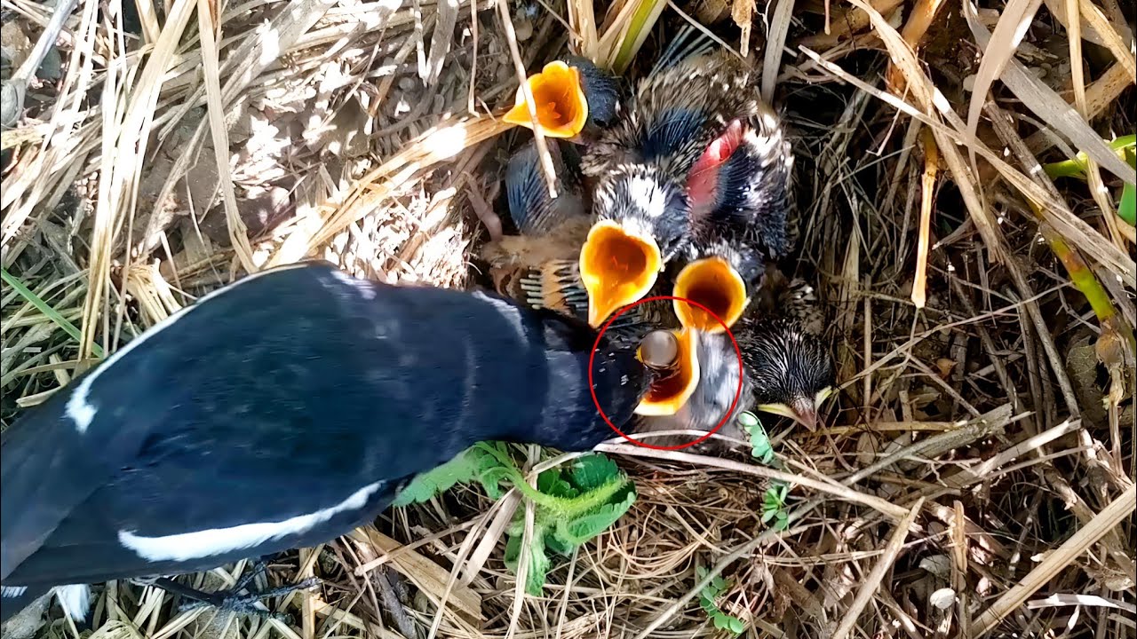 Oriental Magpie Birds Feeding Their Young babies @animalswithbirds ...