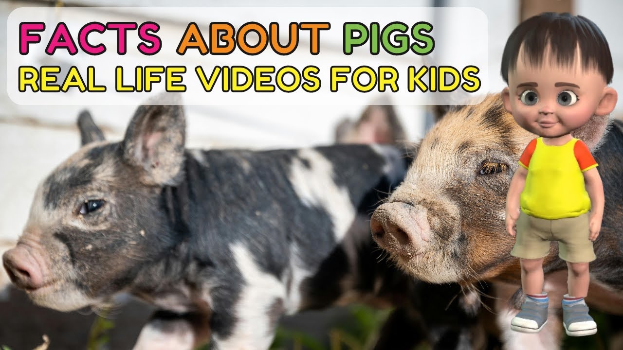 Facts About Pigs | Lets Learn About Farm Animals | Kid Farmers | Happy ...