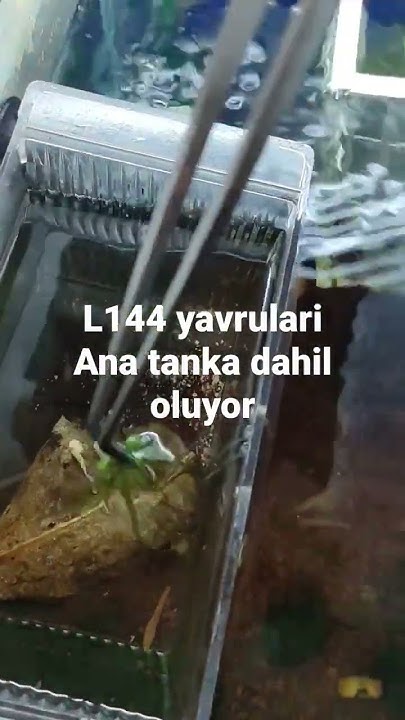 L144 yavrularımız büyüdü :) - YouTube