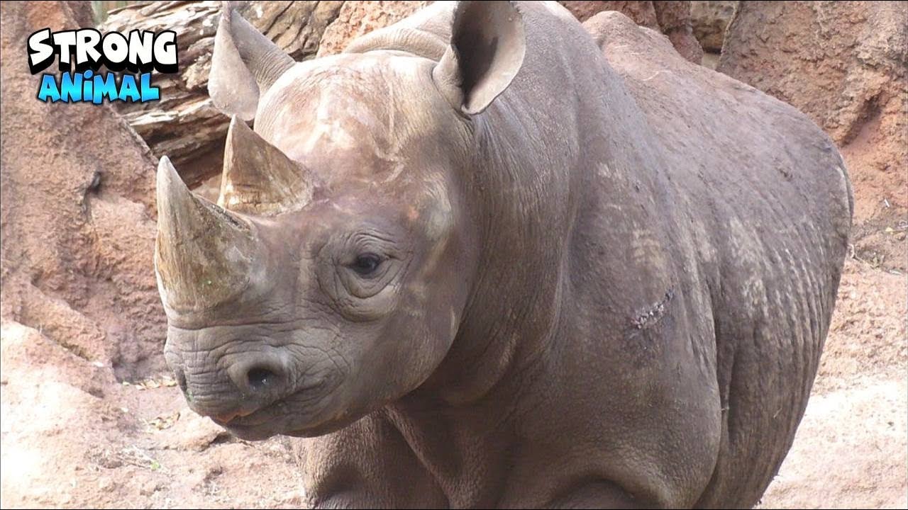 Powerful Rhino - YouTube