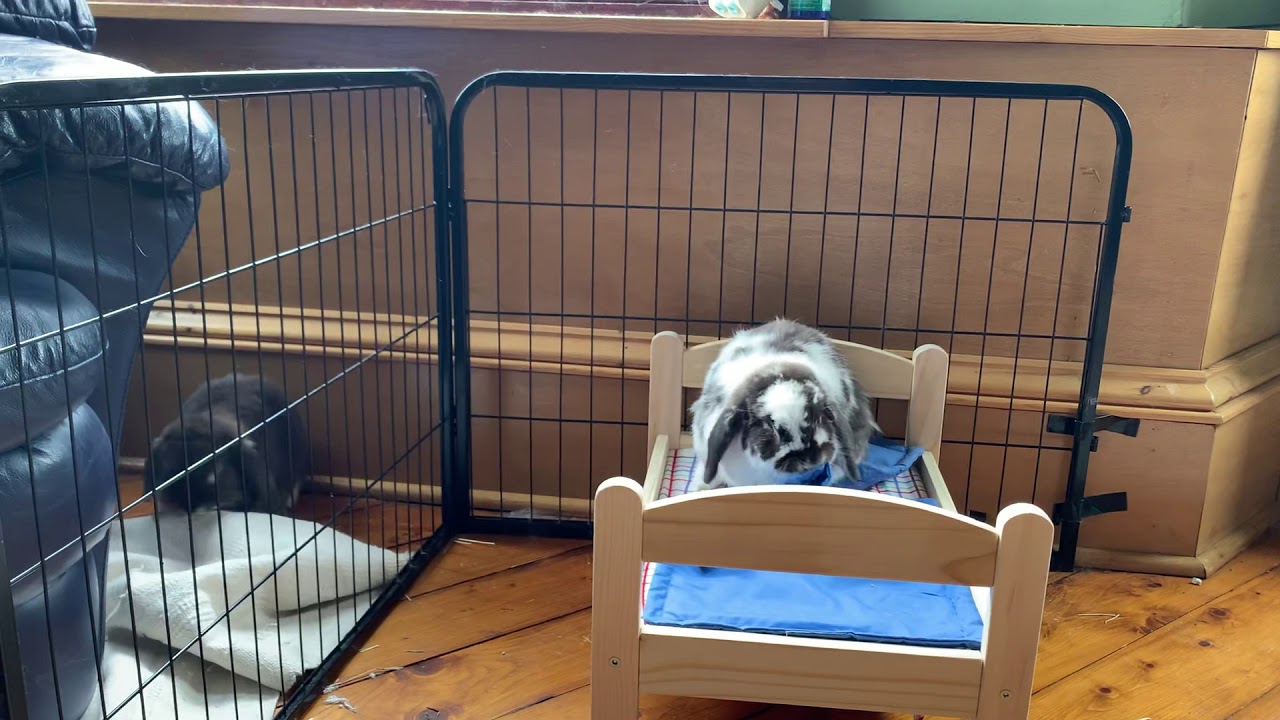 Peanut & Oreo making their beds - YouTube